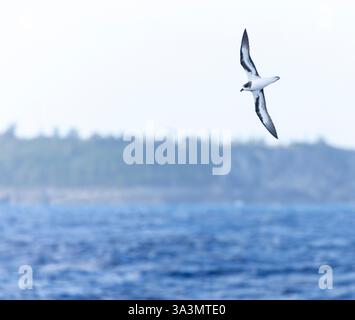 Bermuda Petrel, Pterodroma cahow, off the coast near the colony on ...