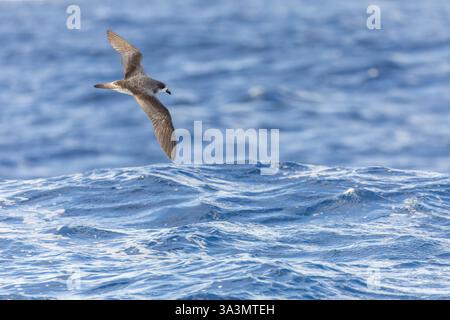 Bermuda Petrel, Pterodroma cahow, off the coast near the colony on ...