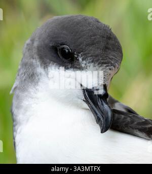 Bermuda Petrel - Pterodroma cahow Stock Photo - Alamy