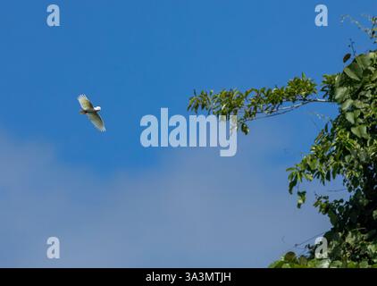 Solomons Cockatoo (Cacatua ducorpsii) near Honiara, Guadalcanal ...