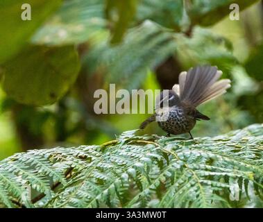 New Caledonian streaked fantail - Rhipidura verreauxi bird in ...