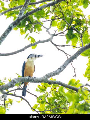 Melanesian Kingfisher (Todiramphus tristrami alberti) on Tetepare ...