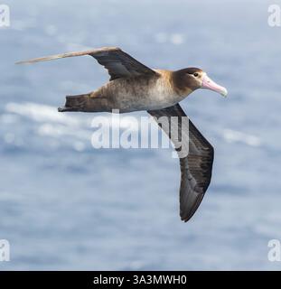 Immature Short-tailed Albatross (Phoebastria albatrus) at sea off ...