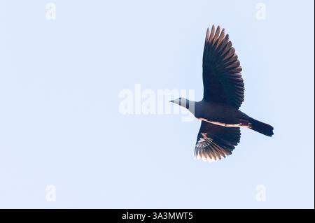 Endemic Chestnut-bellied Imperial-pigeon (Ducula brenchleyi) in flight ...