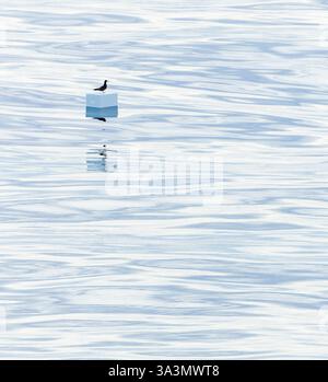 Brown Noddy (Anous stolidus), also known as or common noddy. At sea ...