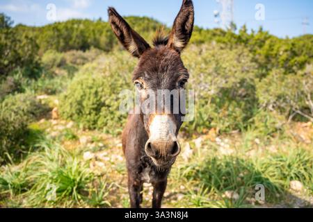 Donkey curiously peek into a car window in the National Donkey Park of ...