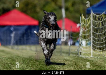 Irish Wolfhound Running Lure Course Sprint Dog Sport Stock Photo - Alamy