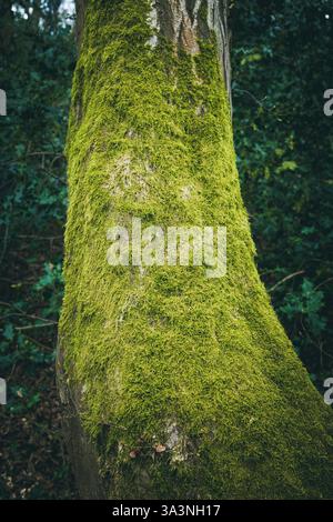 tree trunk covered with moss, moss texture macro view in nature for ...