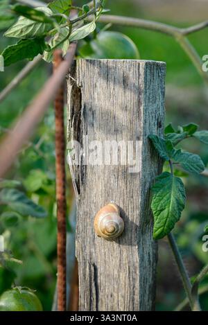 A woodland or hedgerow snail (Cepaea nemoralis) is hung on a wooden ...