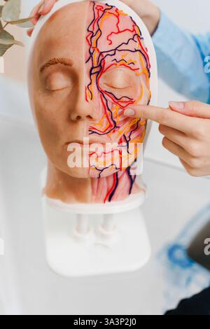 Facial blood supply on a mannequin head in clinic. Example of human ...