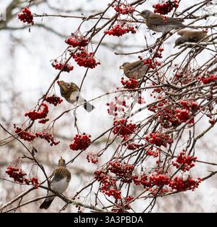 Fieldfare, Turdus pilaris, eating rowan berries Stock Photo - Alamy