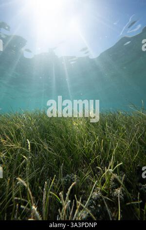 Sea grass growing below water Stock Photo - Alamy