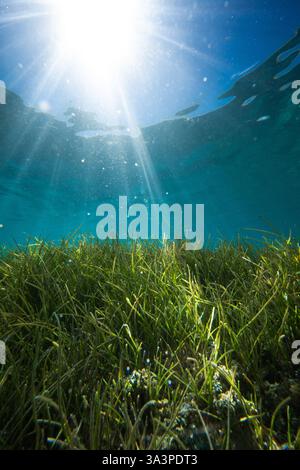 Sea grass growing below water Stock Photo - Alamy