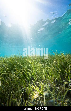 Sea grass growing below water Stock Photo - Alamy