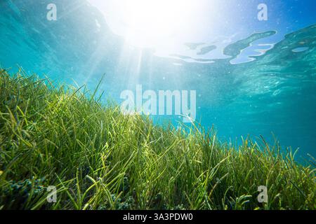 Sea grass growing below water Stock Photo - Alamy