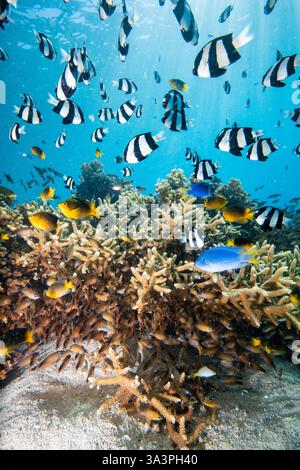 Tropical reef fish schooling above Pristine coral reef in the Pacific ...