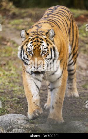 Siberian tiger in the tiger conservation park in Hailin, Heilongjiang ...