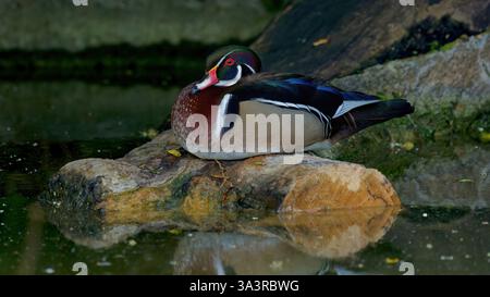 male Canard carolin ou Canard branchu - Aix sponsa - male Wood Duck ...