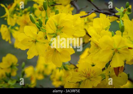 Yellow Mai Flower, Vietnamese Mickey Mouse plant, or Ochna integerrima ...
