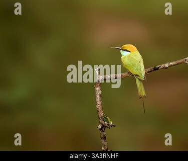 Colorful little bee-eater with a red dragonfly prey Stock Photo - Alamy
