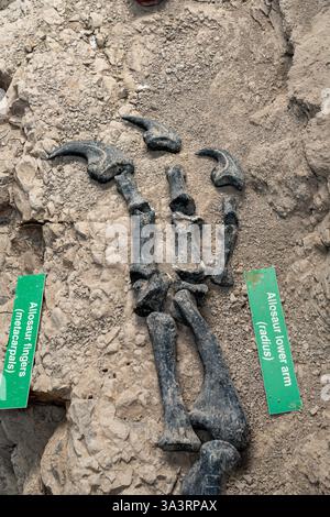 Allosaurus arm bones and metacarpals on display at dig site at Jurassic ...
