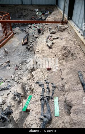Allosaurus arm bones and metacarpals on display at dig site at Jurassic ...