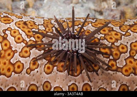 Rock Boring Urchins (Burrowing Sea Urchins) along the coast in Easter ...