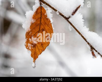 Detailed close up of frozen leaf in winter Stock Photo - Alamy