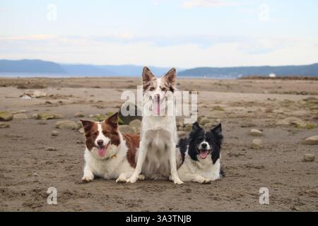 Three dogs posing on the beach, border collie Stock Photo - Alamy