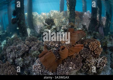 Colorful sea fans thrive on the pilings of a long jetty at a Bajo ...