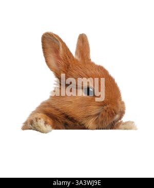 Cute fluffy bunny peeking out on white background Stock Photo - Alamy