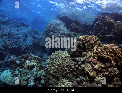 Dome Coral, Porites nodifera, Fury Shoal, Red Sea, Egypt Stock Photo ...