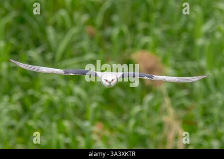 Black-winged kite male in flight on a green background Stock Photo - Alamy