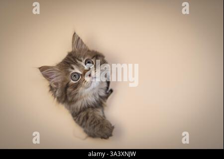 German Shorthair Cat Stock Photo - Alamy