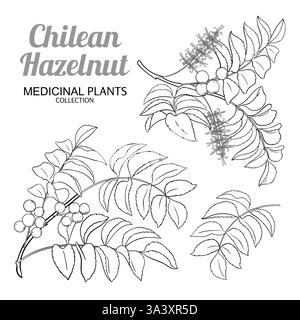 Hazelnut Branch with Leaves Outline Illustration Stock Vector Image ...
