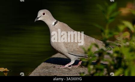 Eurasian collared dove (Tourterelle turque) bird in a cag Stock Photo ...