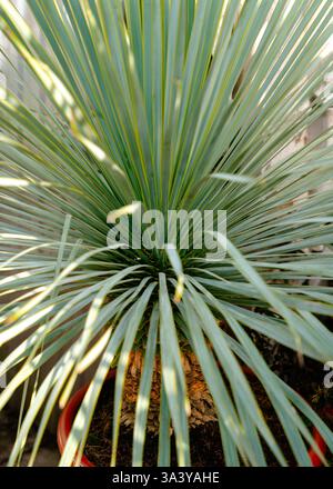 Close-up of plant with long pointed green leaves and central reddish ...