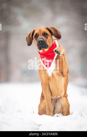 Large Rhodesian Ridgeback Cross Stock Photo - Alamy