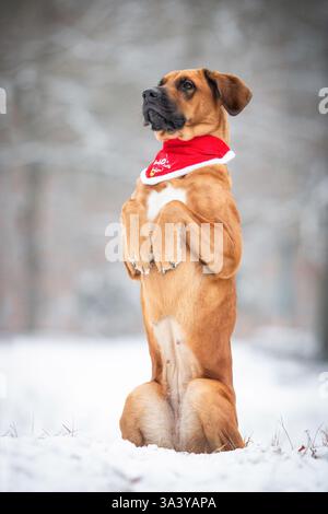 Rhodesian-Ridgeback-Mongrel in Snow Stock Photo - Alamy