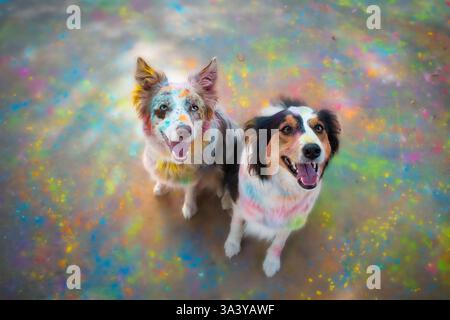 A tri colour red merle border collie five month old puppy, in the ...