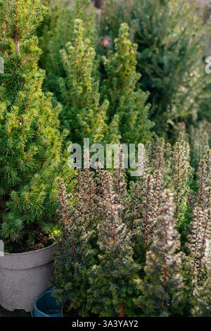 Rows of lush evergreen shrubs in pots displayed outdoors in a garden ...