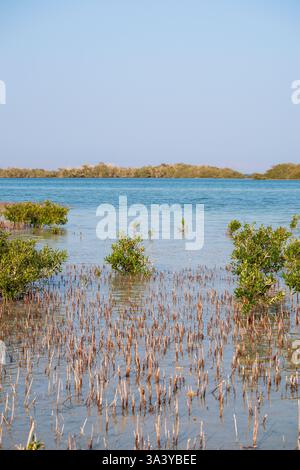 Landscape with sea and mangroves at the Nabq Nature Reserve near Sharma ...