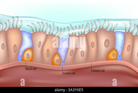 Epithelial Tissue with Goblet Cells. Goblet Cell Structure Illustration ...