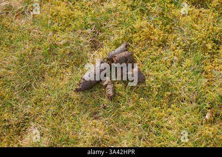 Dog Poo left on a public footpath bycycle trail Stock Photo - Alamy
