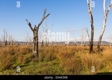 The Winton Wetlands in Victoria, Australia is being restored by ...
