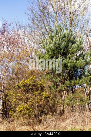 Dundee, Tayside, Scotland, UK. 18th Mar, 2025. UK Weather: Spring ...