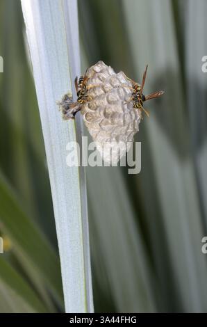 Australian Paper Wasps (Polistes humilis) building a mud nest on a ...