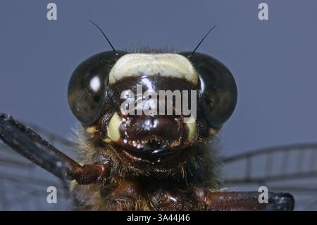 Giant Dragonfly, the Devil's Darning Needle, Uropetala carovei, on ...