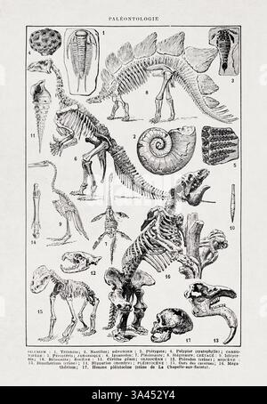 Antique engraved illustration of the extinct animal skeletons. Vintage ...