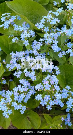 Beautiful Forget-me-nots close up for background or wallpaper Stock ...